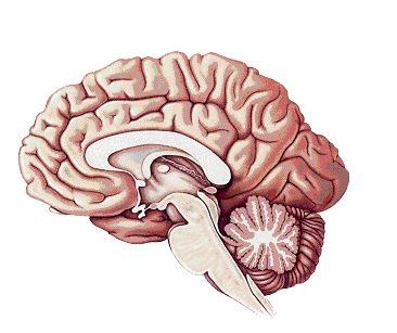 How do you live knowing you might have an alzheimer's gene? - Genetic ...