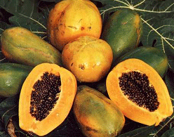 Rainbow papayas: First GM fruit to resist virus- now on sale in Japan ...