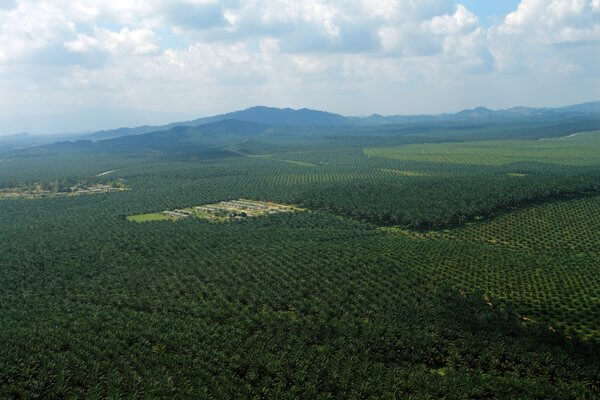 Can genome research on the palm tree help save endangered rainforests ...
