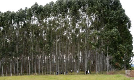 Anti-GMO salvo: Activists target transgenic trees that could protect ...