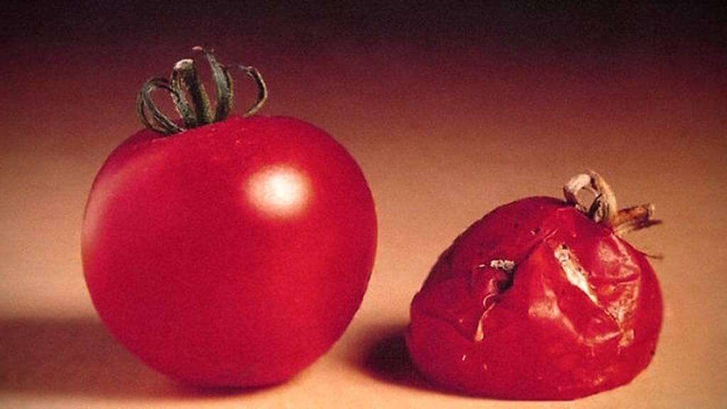 Will the Arctic Apple usher in a wave of genetically engineered fruits ...