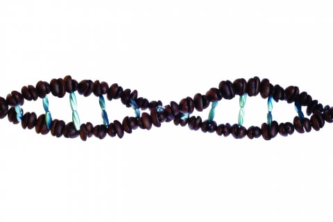 Coffee renaissance: Genetics guiding breeders to make a better cup of ...