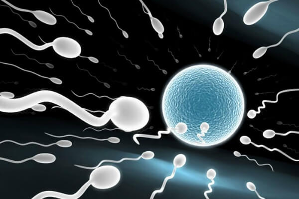 Sperm And Egg Cell Meet