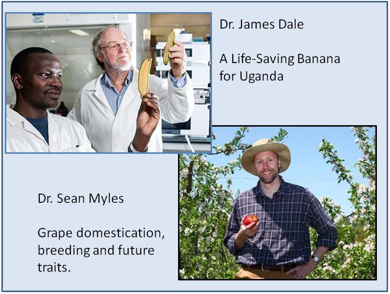 Talking Biotech: Life-saving banana for Uganda; Grape domestication and ...