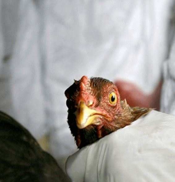 GMO chicken could solve avian flu crisis, saving millions of birds, if ...