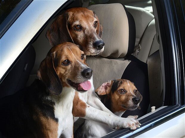 Genetically engineered 'muscley' dogs bred in China - Genetic Literacy ...