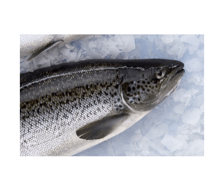 'FDA approval of genetically engineered salmon is win for environment ...