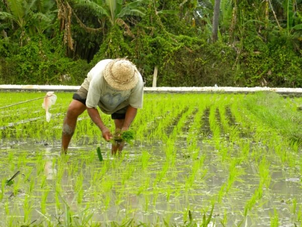 GMO rice dramatically reduces farm greenhouse gas emissions - Genetic ...
