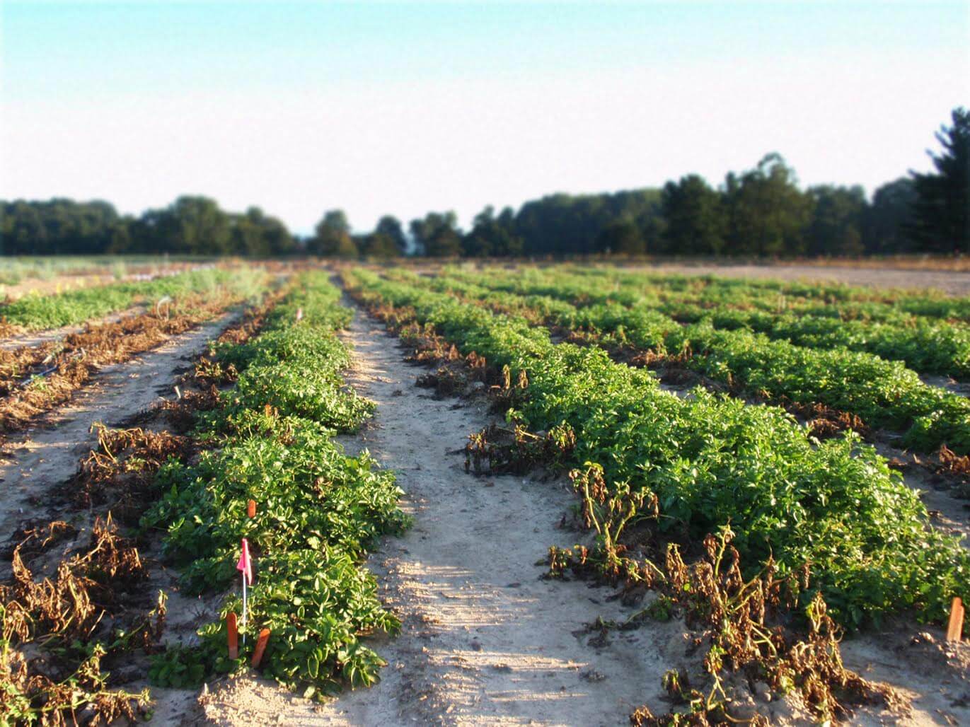 FDA approves GMO potato that resists blight that caused Irish potato ...