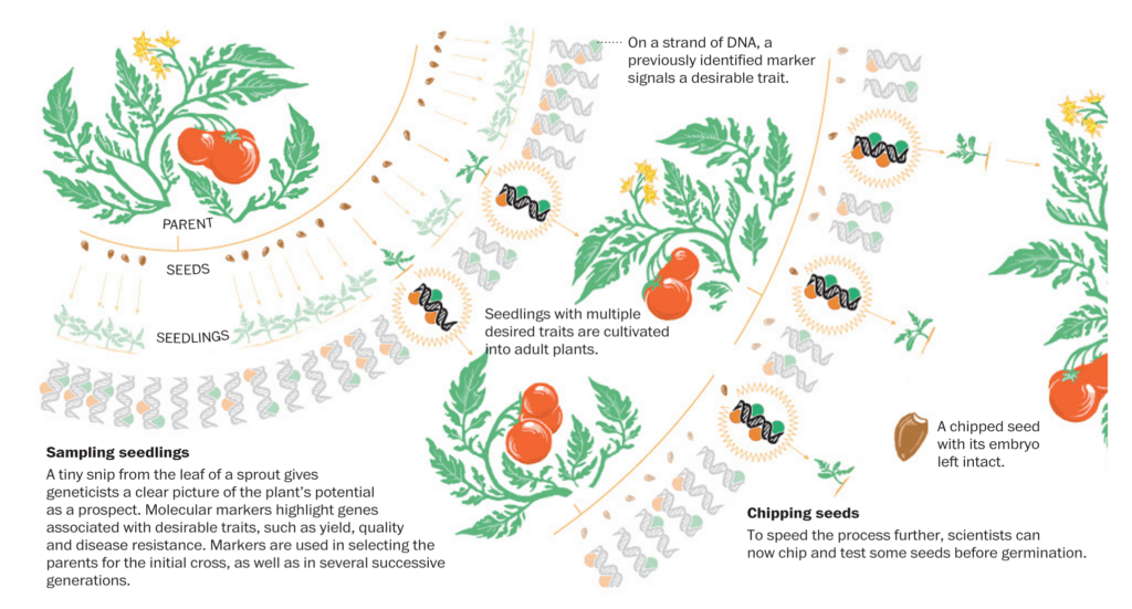 Climate change and GMOs: Can non transgenic varieties address global ...