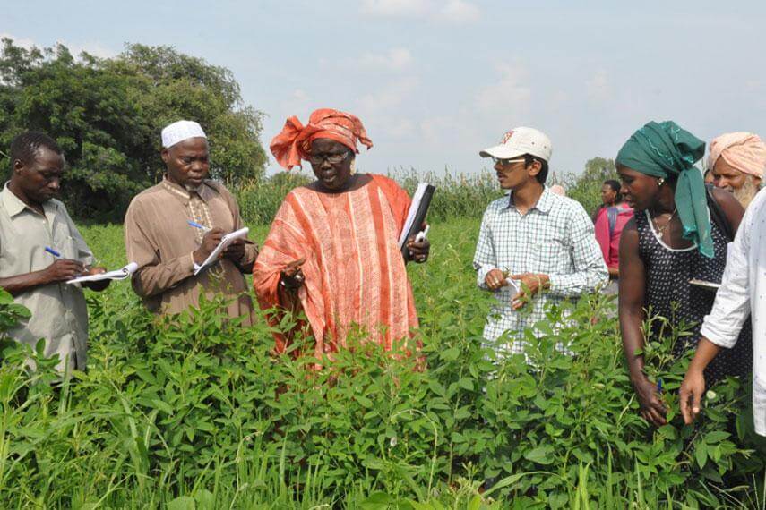 Genetic engineering in Africa 2: Continent cautiously embraces ...