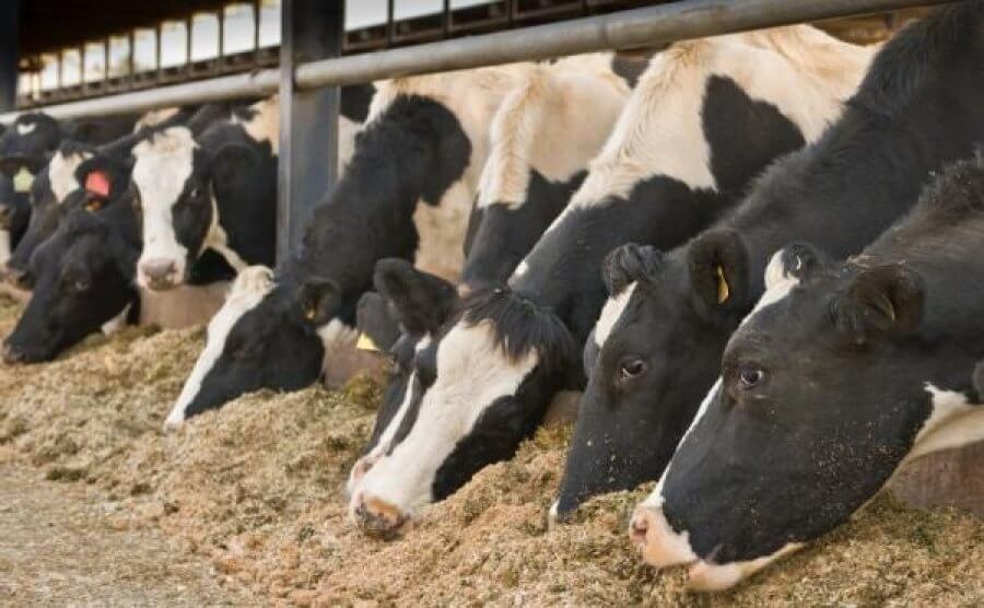 State GMO labeling laws may lead to deluge of other process-related ...