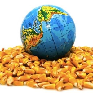 Are there environmental and economic benefits to GMO crops? Study ...
