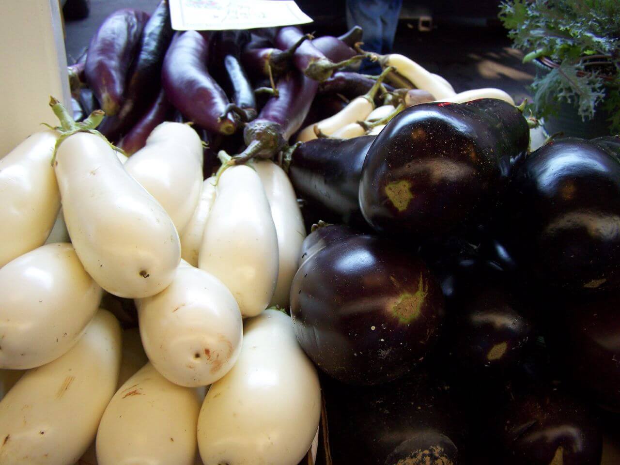 Talking Biotech: GMO Bt eggplant helps poor Bangladesh farmers cut ...