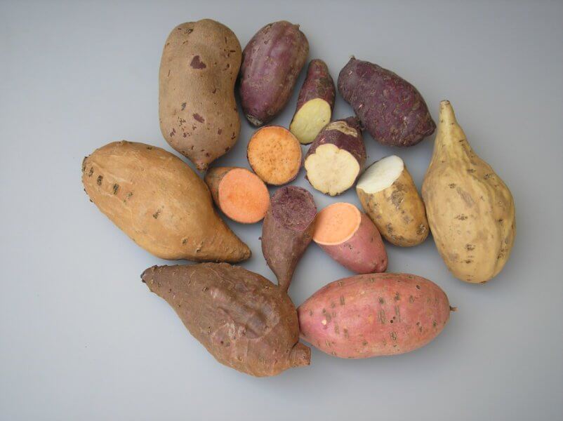 Talking Biotech: Naturally transgenic sweet potato can be tweaked to ...