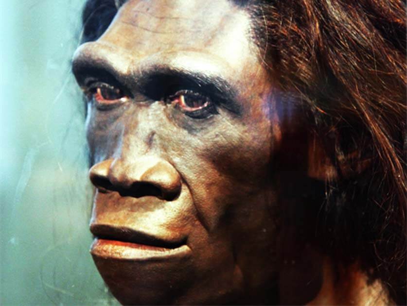 DNA of unknown extinct human ancestor species found - Genetic Literacy ...