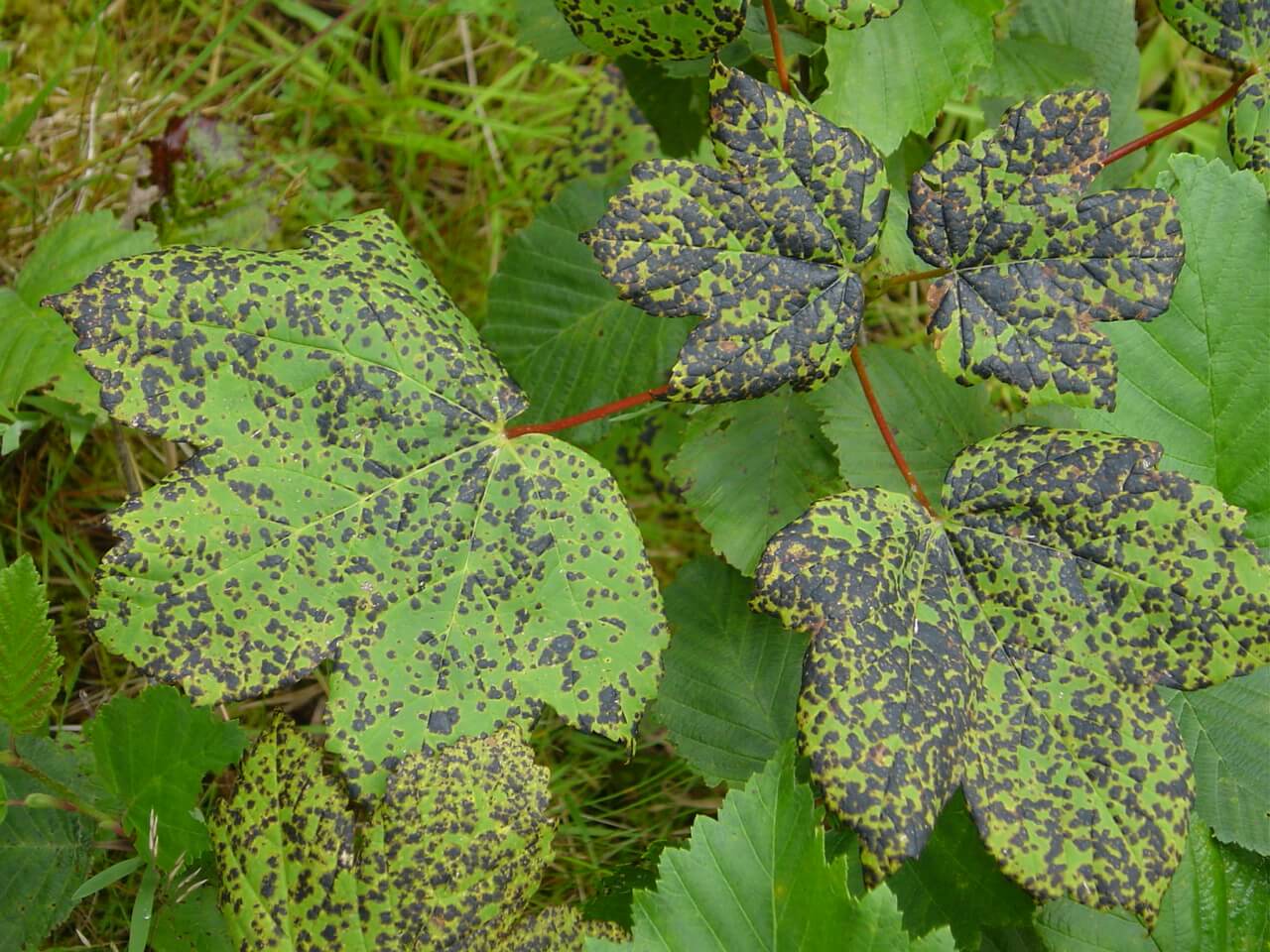 Talking Biotech: Genetically engineering plants to resist disease ...