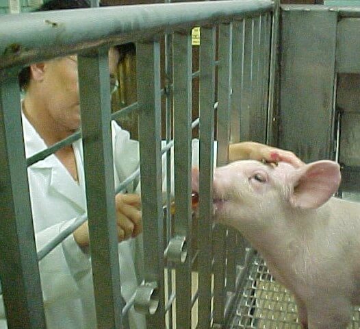 Is human-pig stem cell chimera research 'jumping ahead of ethical ...