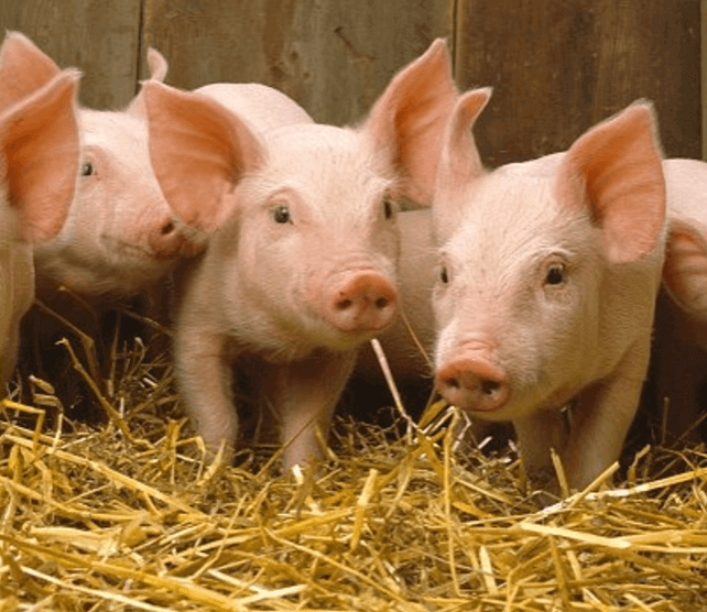 Super pigs: CRISPR gene-edited virus-resistant pigs could cut piglet ...