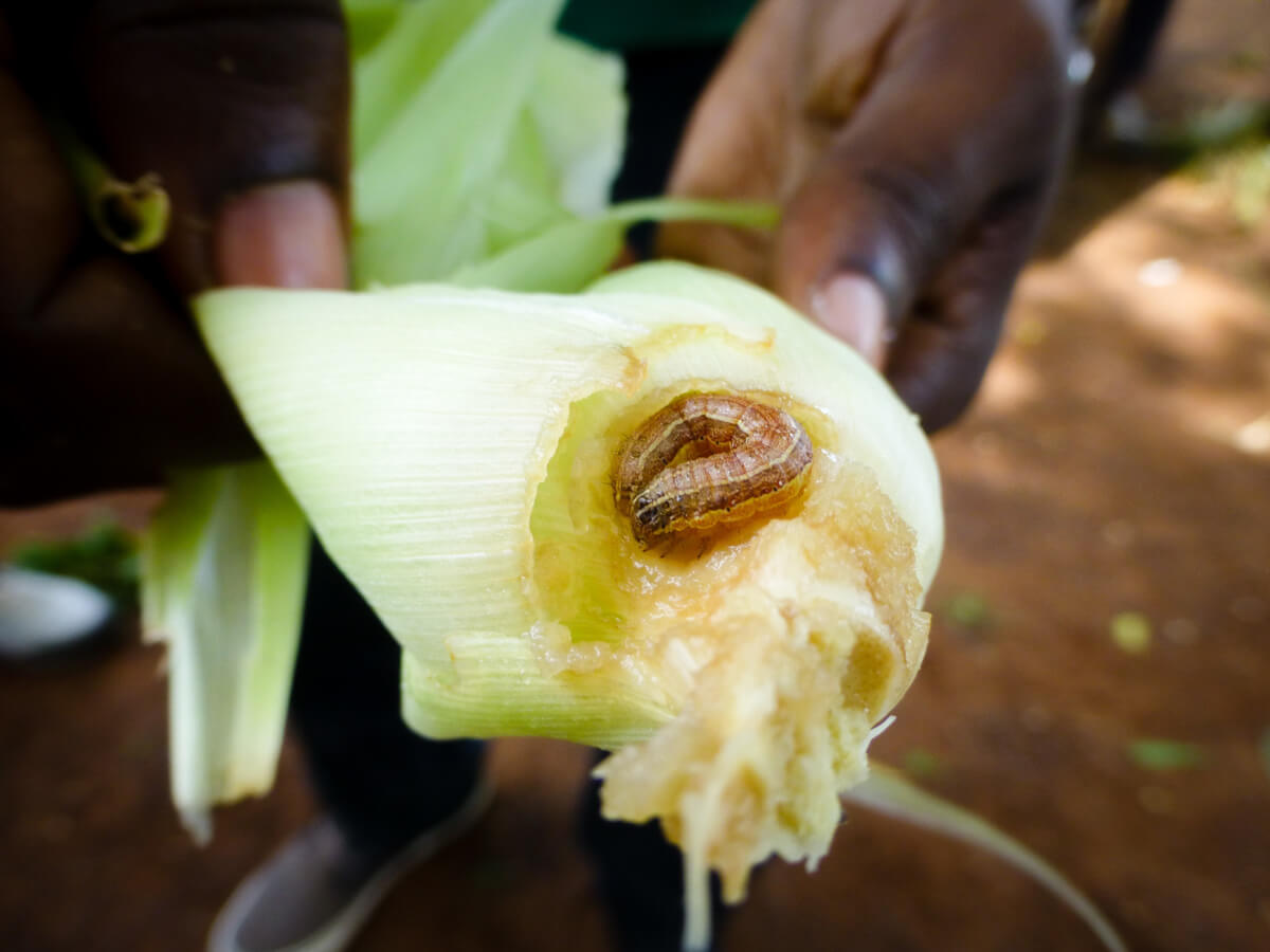 Armyworms ravaging African staple crops: GM insect resistant crops ...