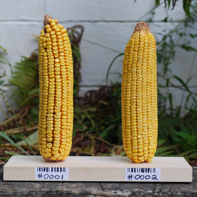 'Product versus process' focus of GE crop regulation debate stalls ...