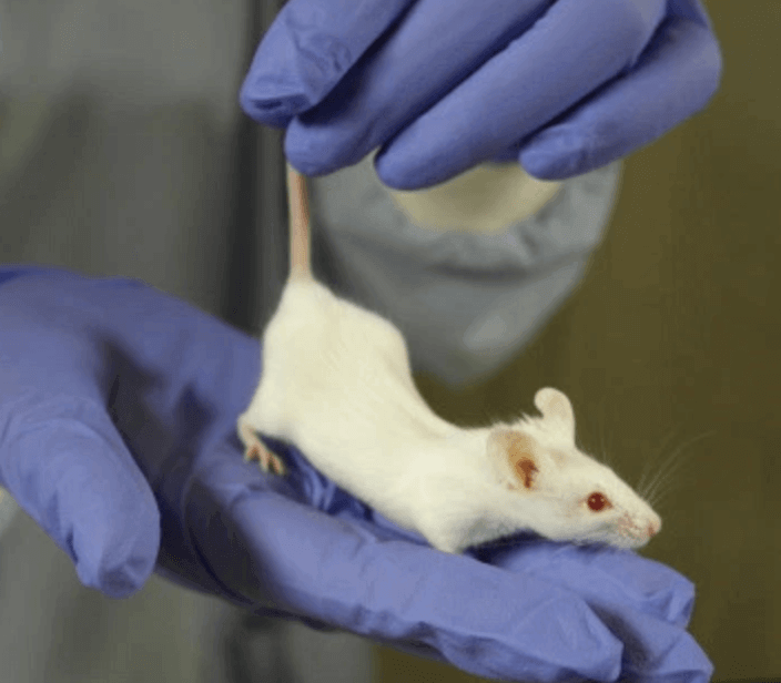 Unreliable science? Scores of mice studies may be tainted because of ...