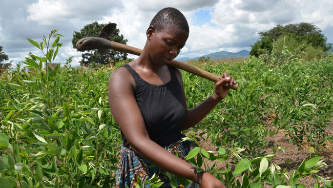 Malawi moves towards commercialization of GM cotton, cowpeas and ...