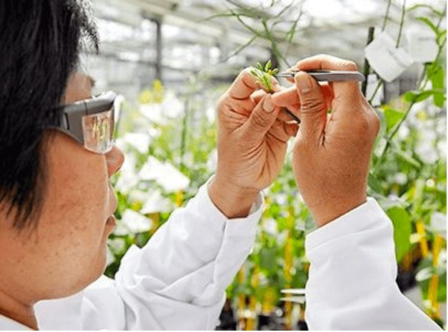Non-GMO breeding changes the makeup of crops more than genetic ...
