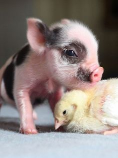 Designer pigs could save thousands of lives in China, which lacks an ...