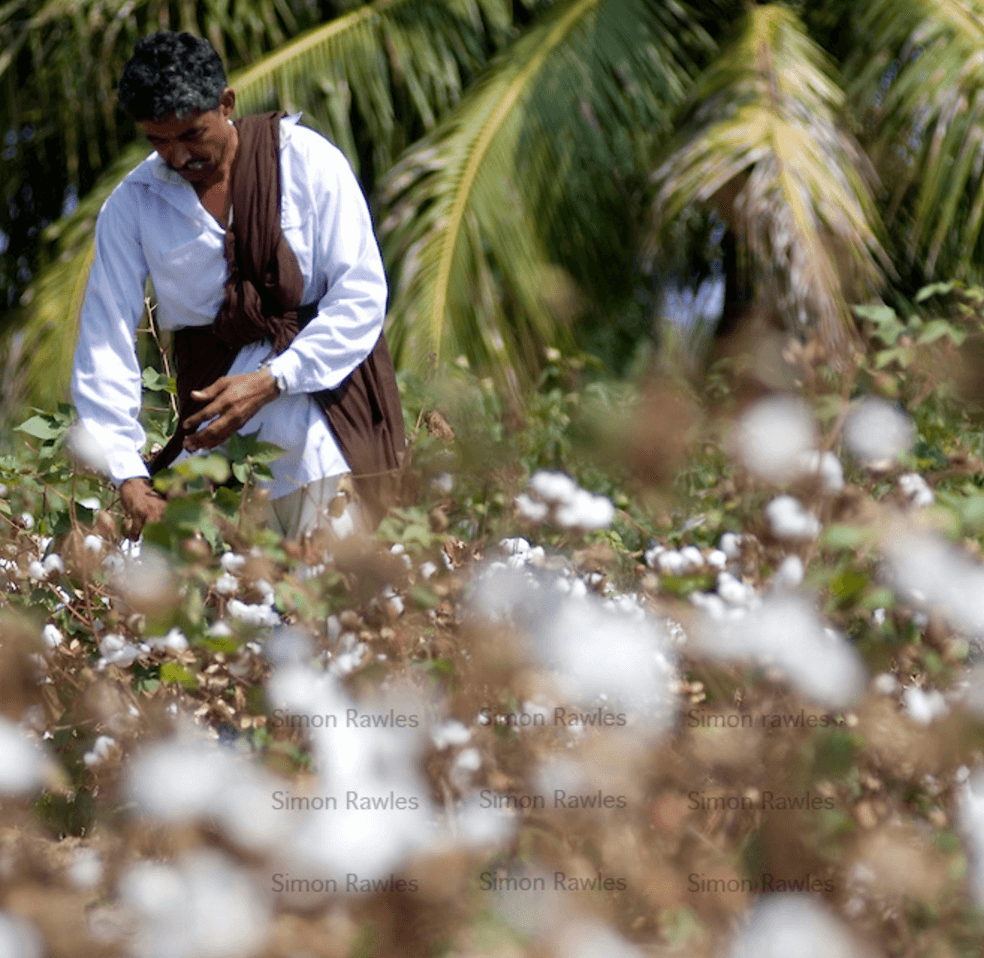 India expected to approve 3 indigenously developed varieties of insect ...