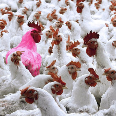 Coming age of CRISPR gene editing: What in heck is the 'Pink Chicken ...