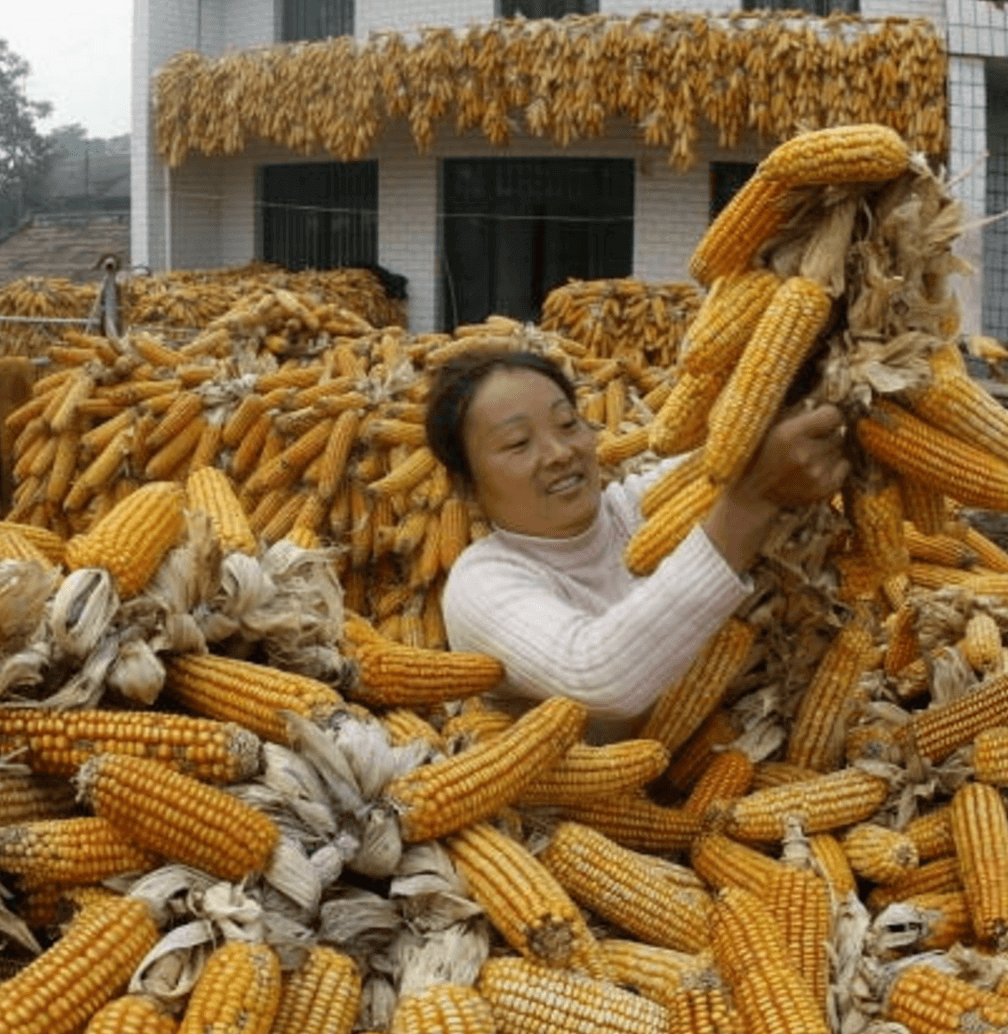 China agrees to evaluate 8 GMO crops in trade deal with US, ending long ...