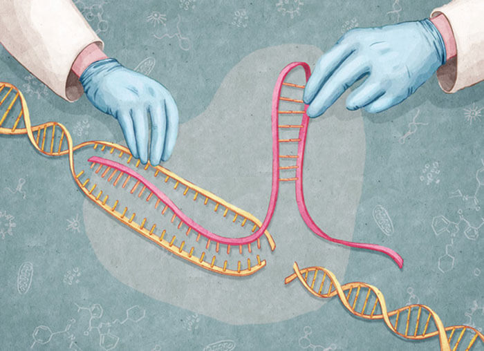 CRISPR study reporting 'off-target mutations' draws skepticism from ...