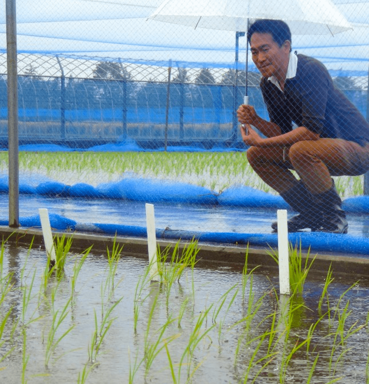 High yield gene-edited rice: Field trials begin in Japan - Genetic ...