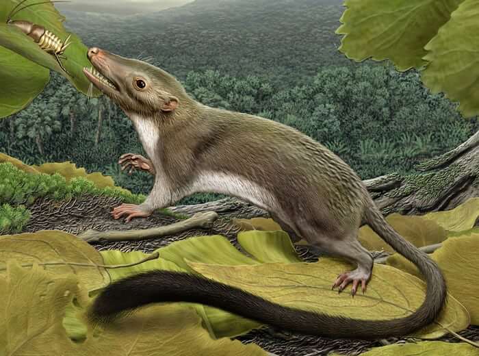 Rodent-like creature may be our earliest ancestor - Genetic Literacy ...