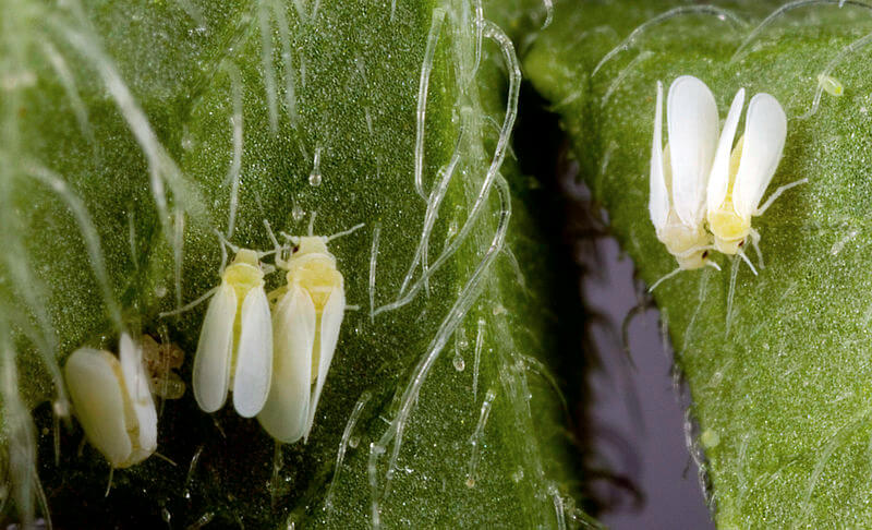 'Ebola of plants': Can gene sequencing save tropical food staple ...