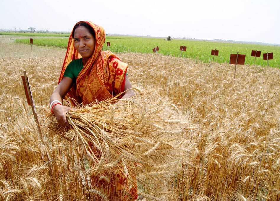 Bangladesh releases high-yielding disease-resistant wheat variety to ...