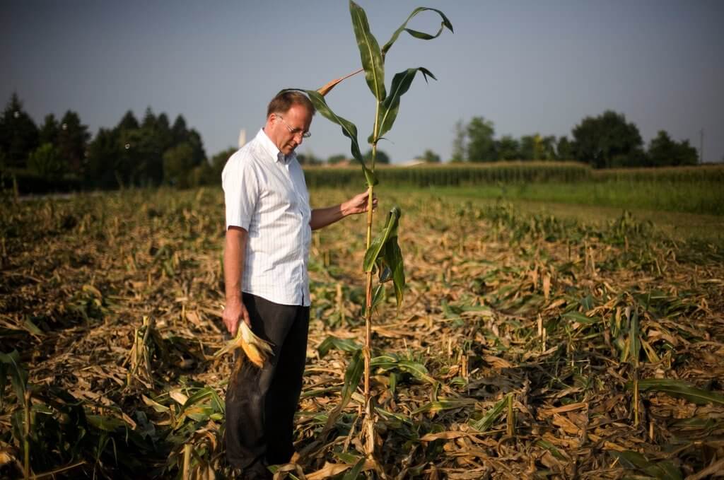 Italy's GMO corn ban unlawful, European Union court rules - Genetic ...