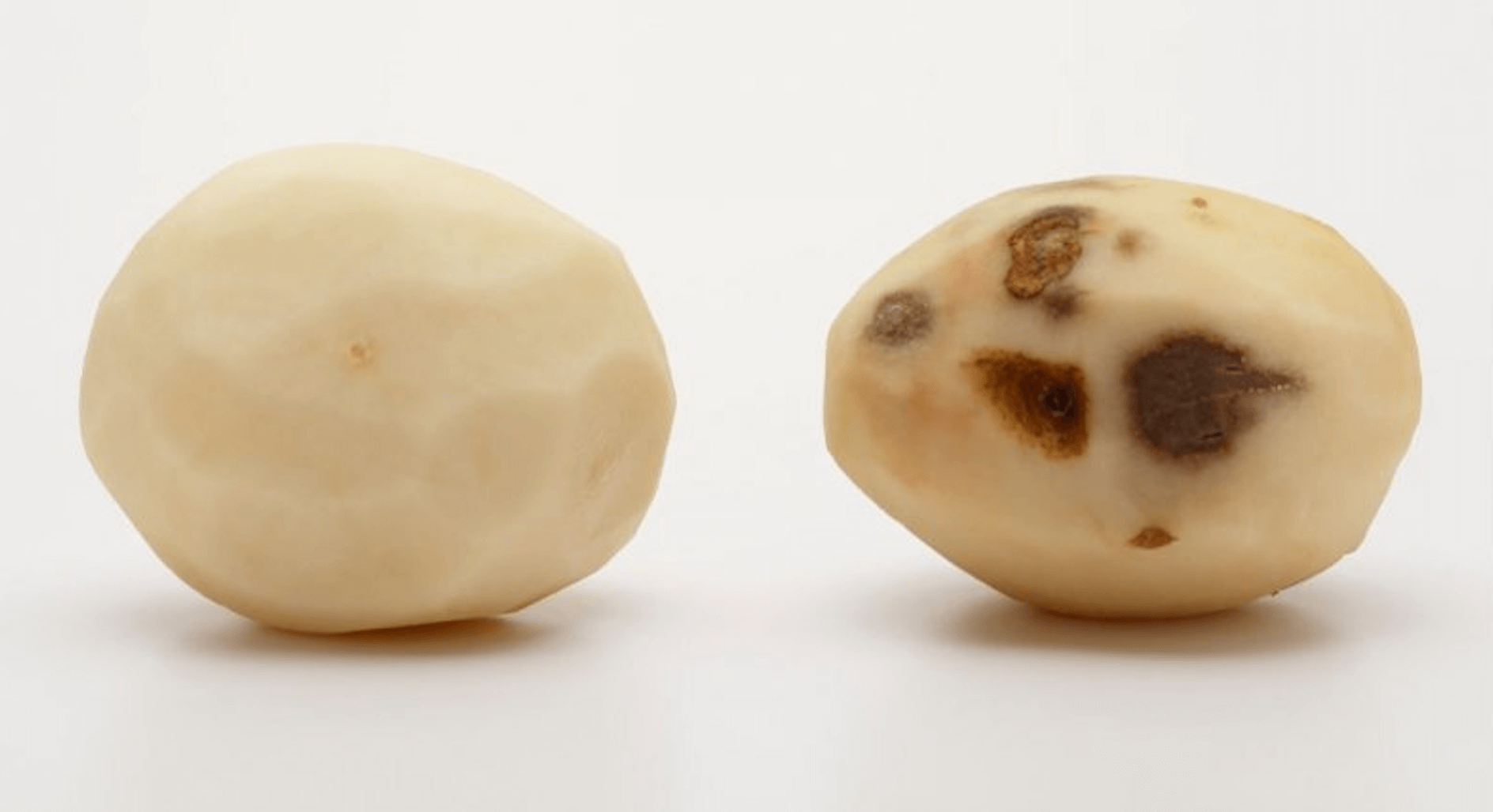 Canada approves 3 Simplot GMO potatoes that resist blight, reduce ...