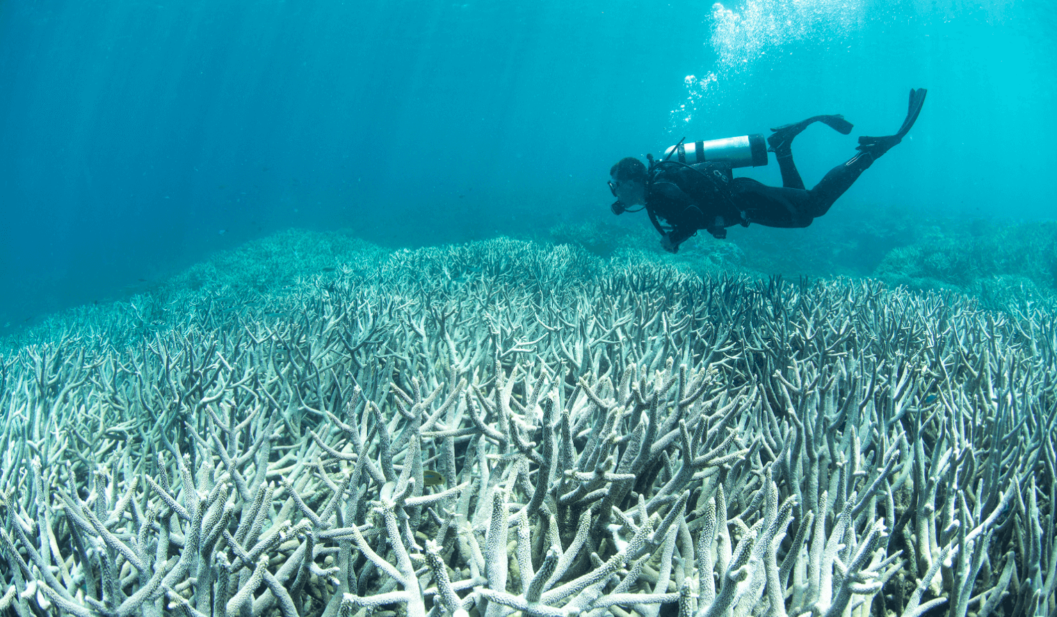 Genetically engineered coral might bring bleached coral reefs back to ...