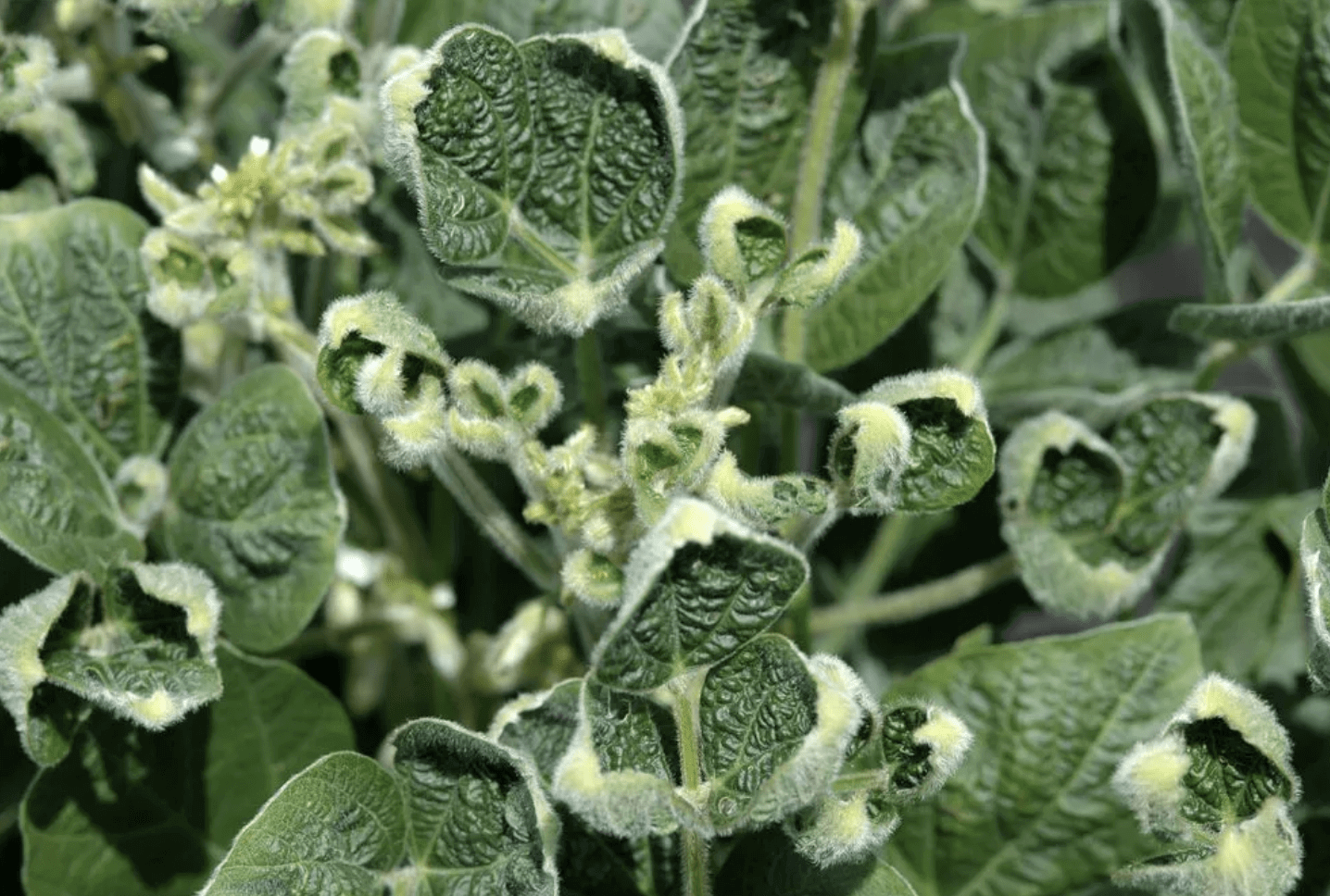 Dicamba herbicide drift damaged 3.6 million acres of soybean crops in ...