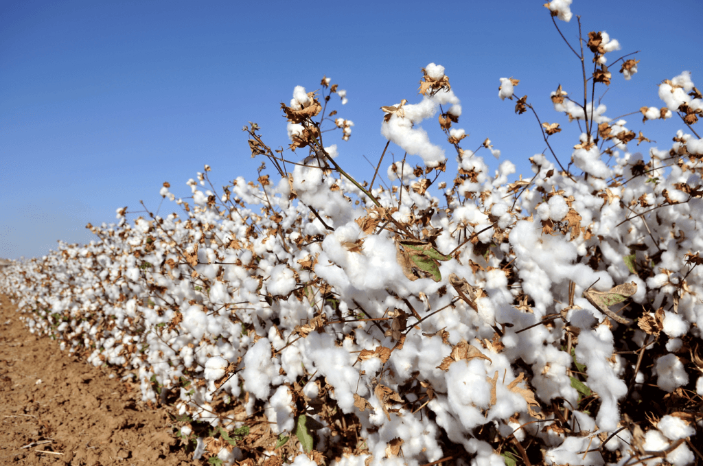 Bt cotton in Africa: Role models and lessons learned - Genetic Literacy ...