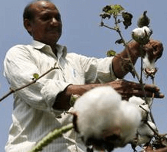 Fluorescent non-GMO cotton study in doubt after one day, and 'glowing ...