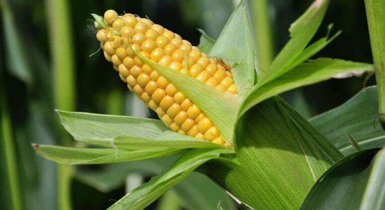 14 corn genes identified that could boost vitamin E levels - Genetic ...
