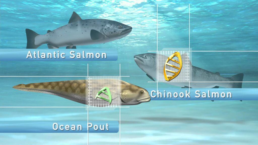 Fast-growing AquaBounty salmon could pave way for more genetically ...
