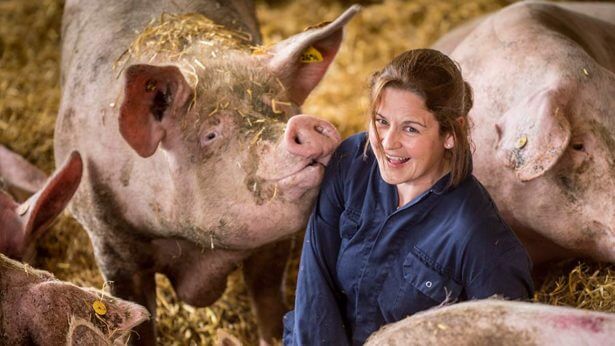 Virus-resistant CRISPR pigs could save pork producers $600 million per ...