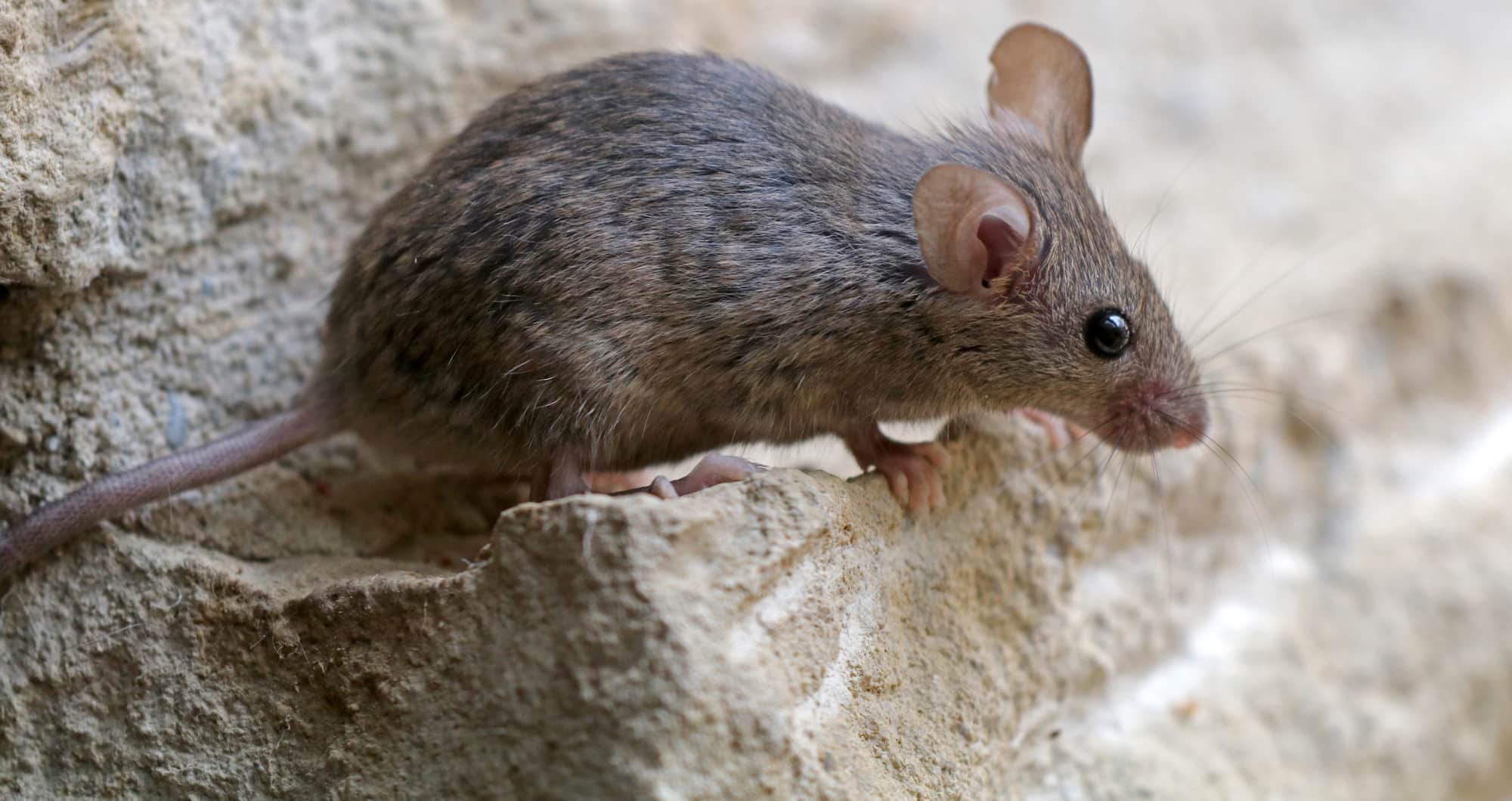 Mice Definition And Meaning With Pictures Picture Dictionary Books Mice Definition And Meaning With Pictures Picture Dictionary Books