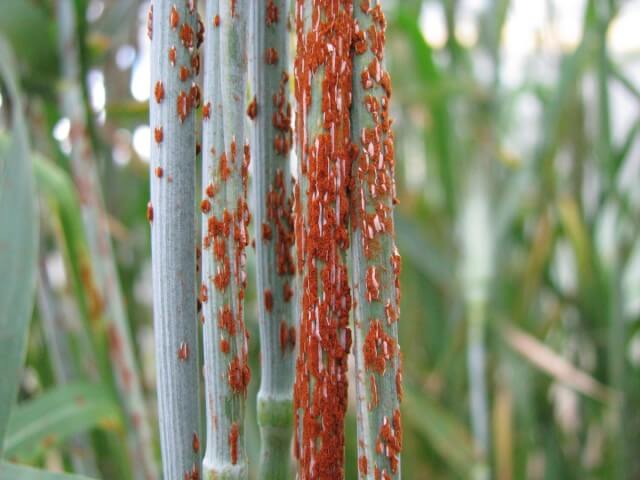 DNA testing could enable rapid response to damaging wheat stem rust ...