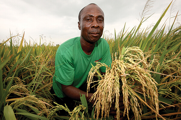 Ghanaian scientist: GMO food safer, more sustainable than conventional ...