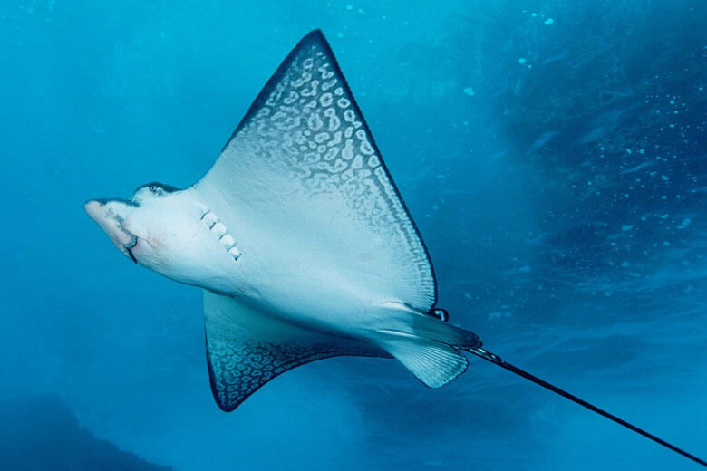 Evolution of walking: Primitive fish shows key nerves appeared 20 ...